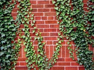 How to prevent mortar invasion from quick-growing plants - Watsontown Brick